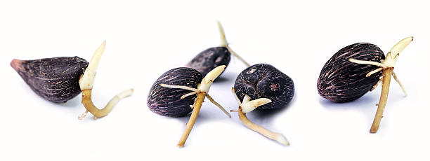 How to Germinate Your Own Oil Palm Seeds – MyAgricWorld