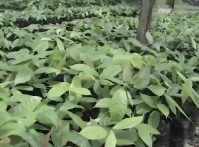 Establishing a Cocoa plantation in Nigeria | MyAgricWorld