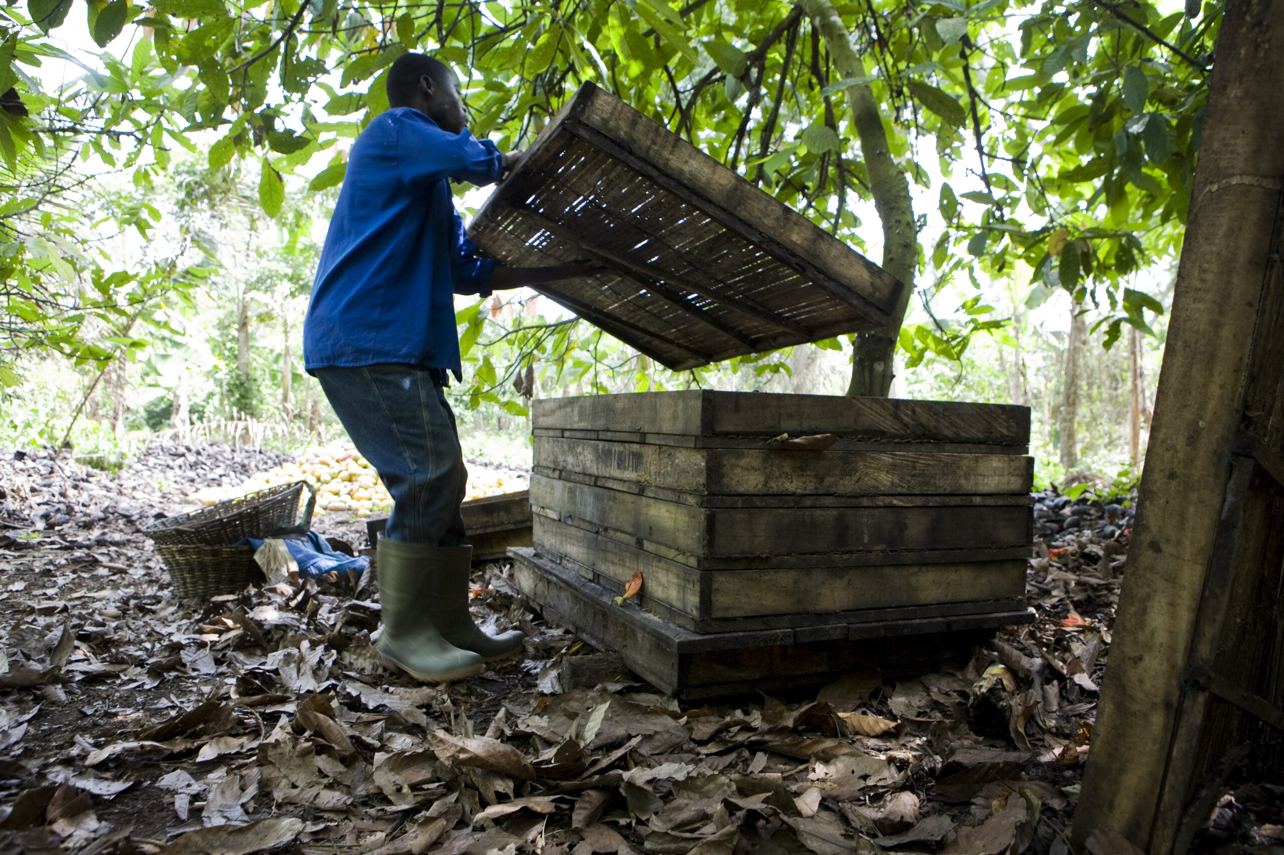 Harvesting and fermentation of cocoa | MyAgricWorld
